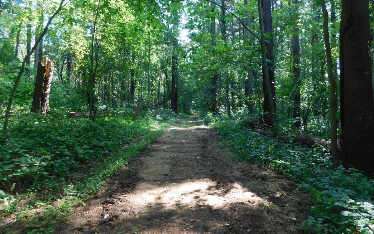 Lowden Miller State Forest: “There’s no time for learning.” – Fresh Air ...