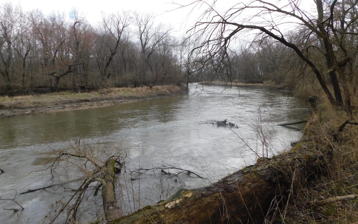 Edward R Madigan: Deer and Artsy Mushrooms – Fresh Air Friendship